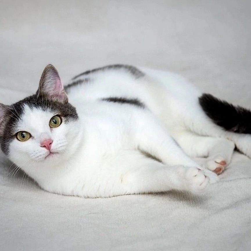 Шурик (9 мес.) шикаааарный котик, надо брать)