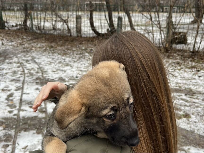 Щенок в добрые руки бесплатно