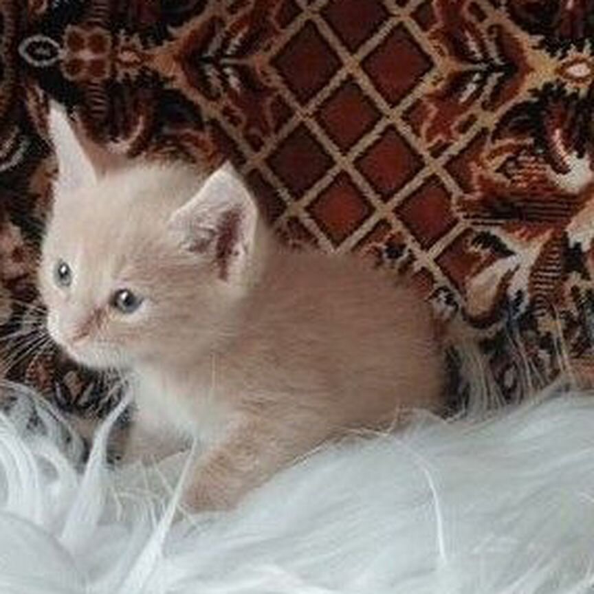 Котик персикового цвета в хорошие добрые ручки