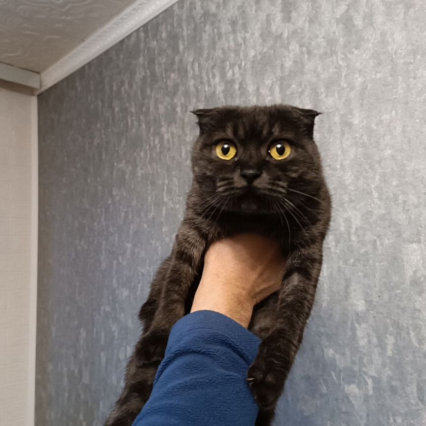 Отдам в добрые руки кошечку