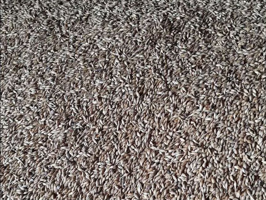 Семечко, Ячмень яровой корма