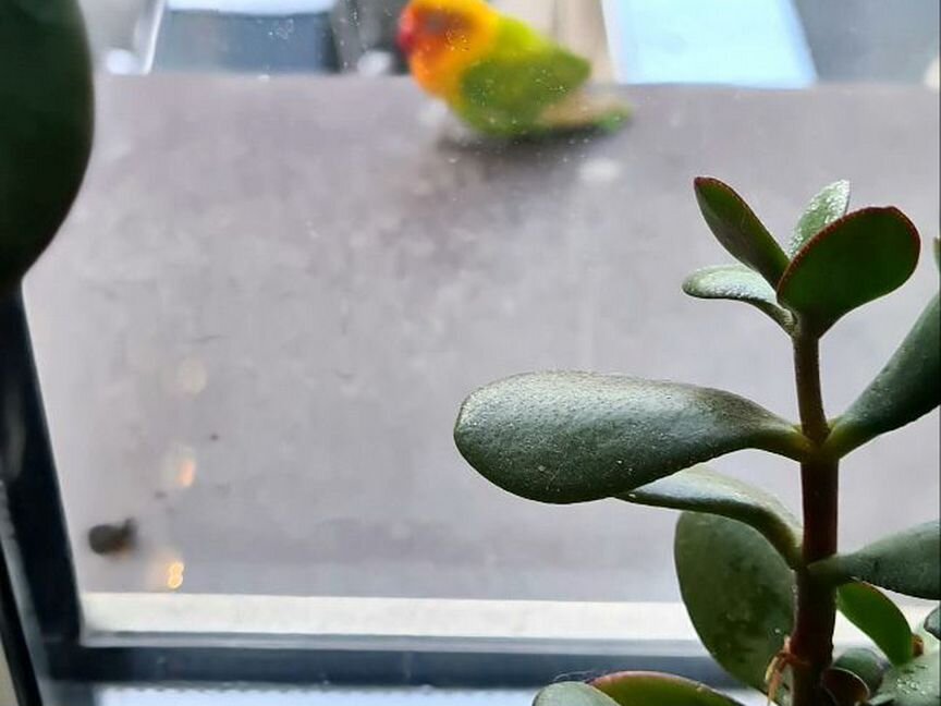 Прилетел попугай неразлучник