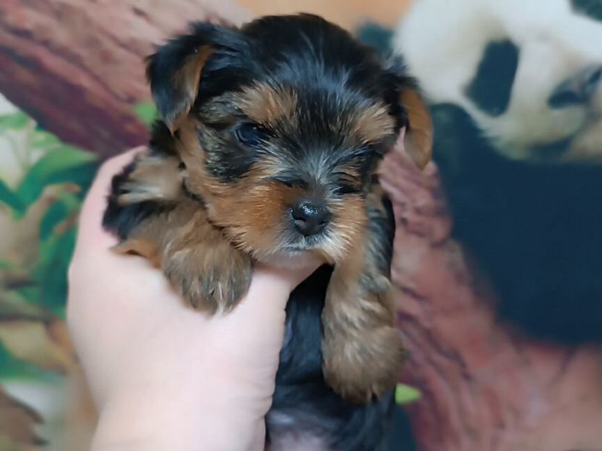 Продажа щенков Йорка терьер