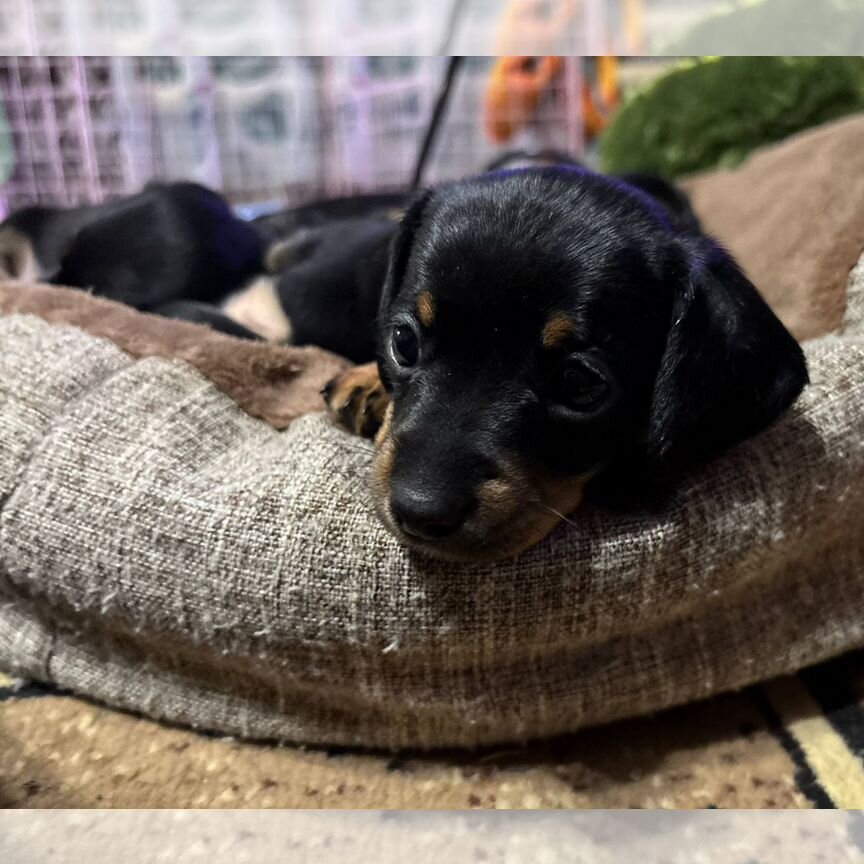 Такса, щенок