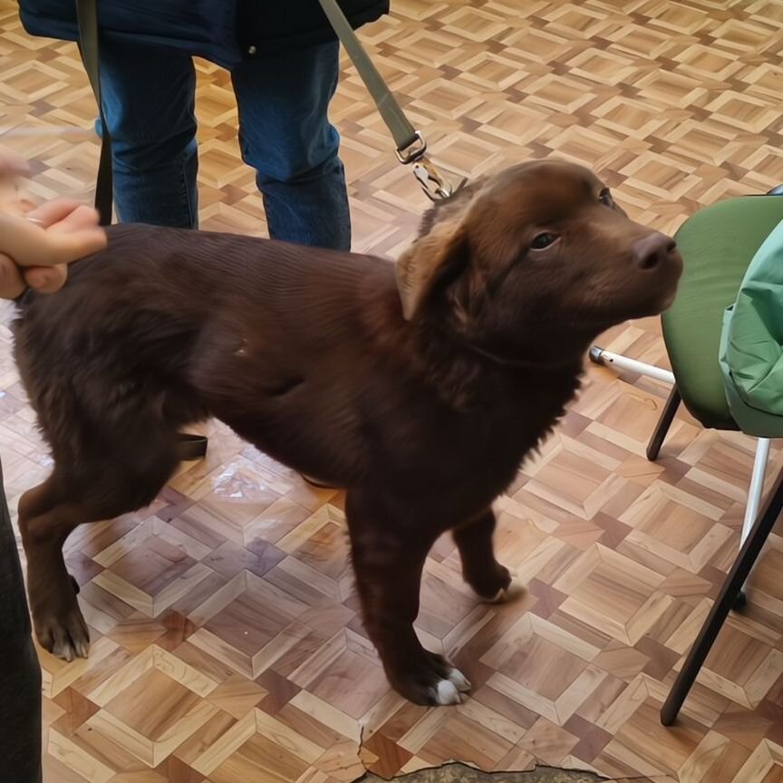 Щенок в добрые руки