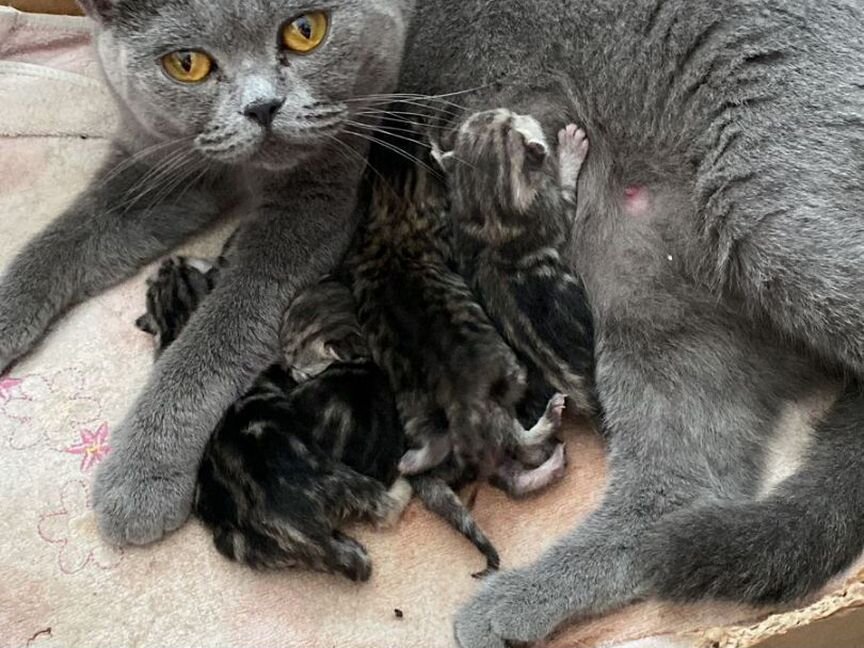 Британские мраморные котята