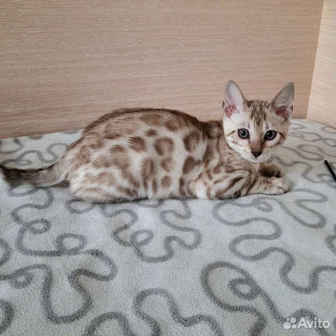 Бенгальская девочка минк