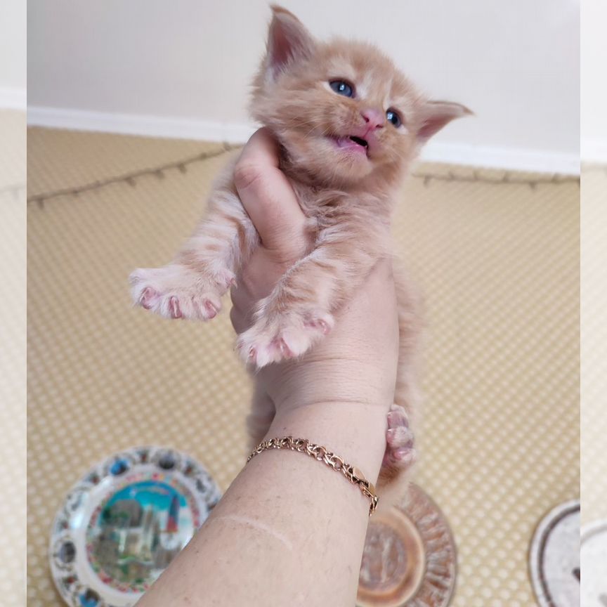 Котята мейн-кун
