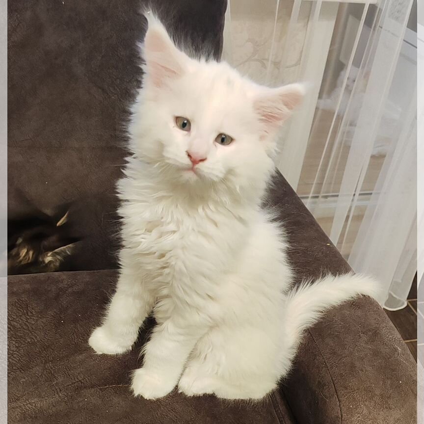 Мейн-кун котёнок