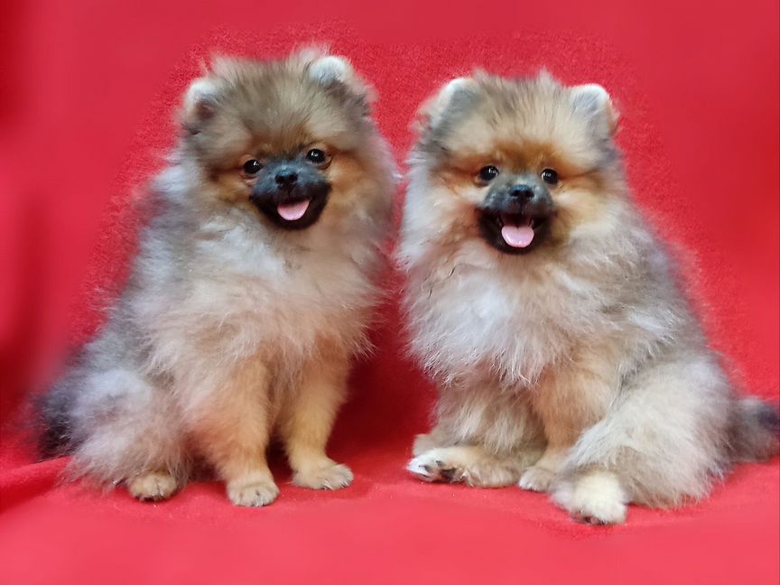 Девочки померанского шпица