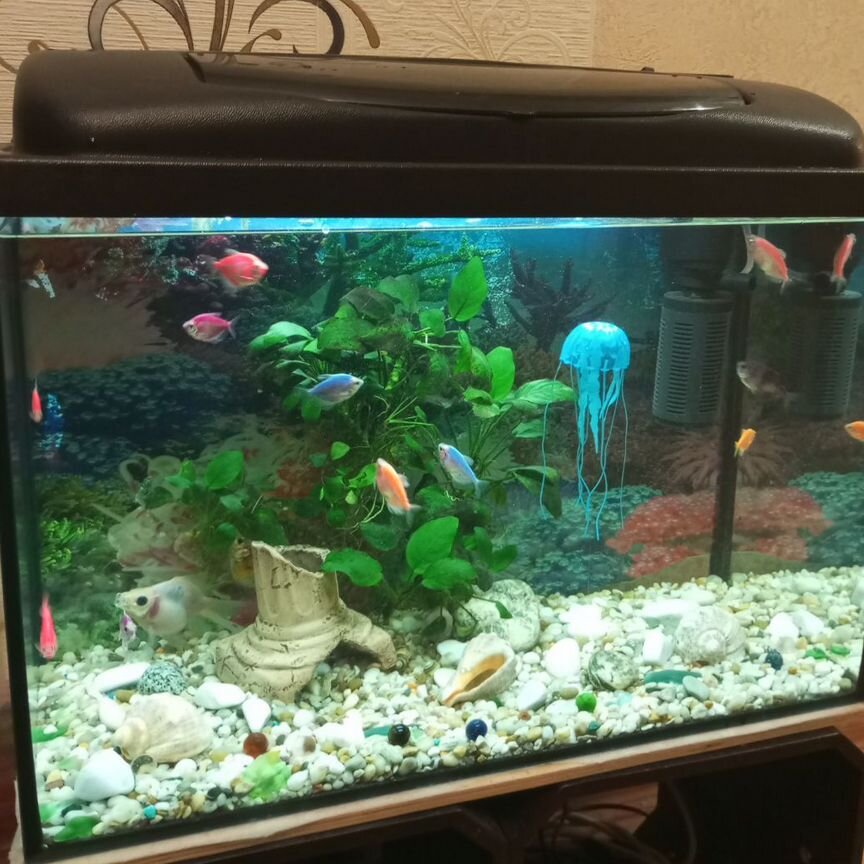 Аквариум с рыбками и оборудованием (под ключ)