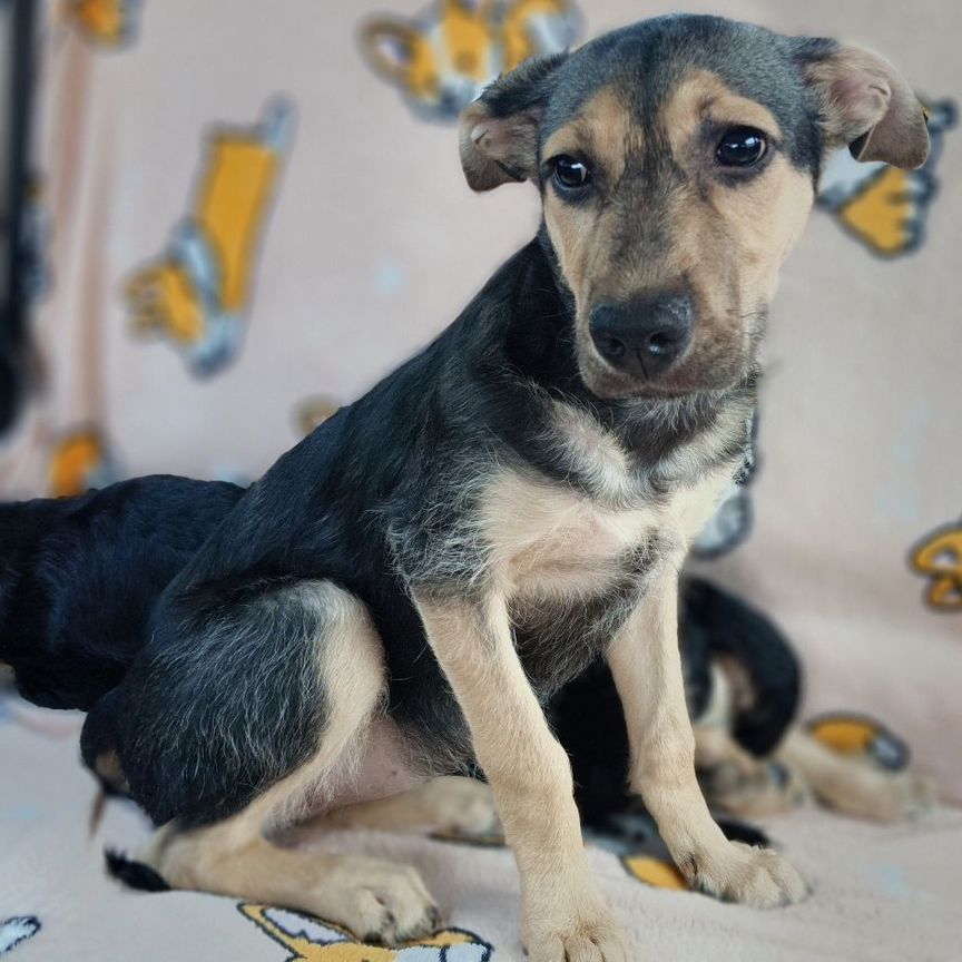 Щенок в частный дом, привезу