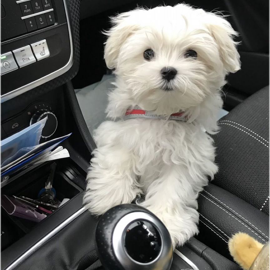 Мальтипу, щенок