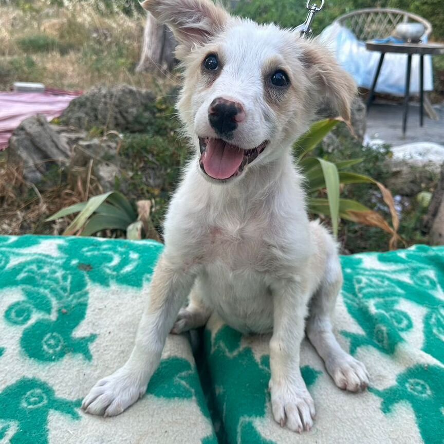 Улыбчивая игривая малышка в добрые руки