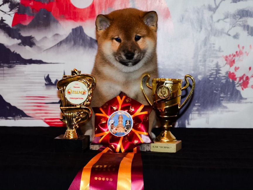 Невероятный красачик Сиба