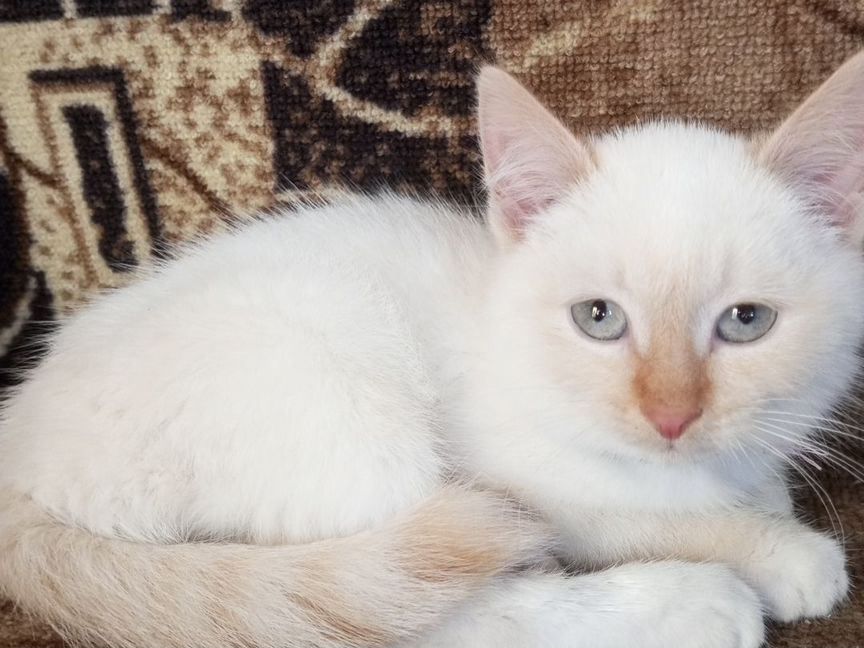Котик породы Рэгдолл ред Пойнт кремовый