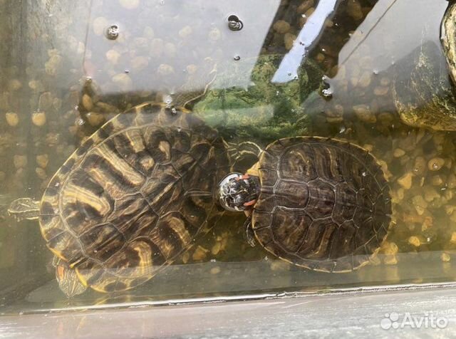 Черепахи красноухие