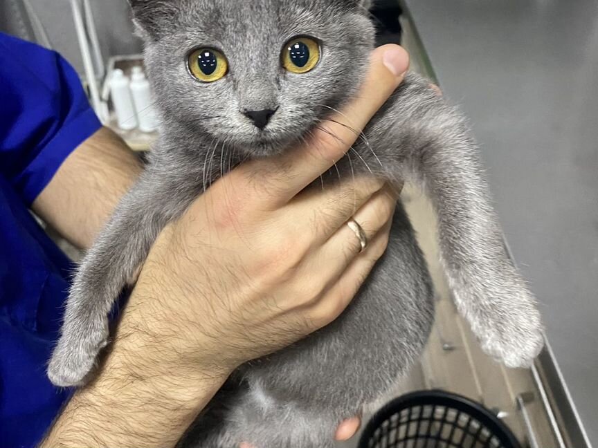 Выбросили породистого котёнка, ищем дом