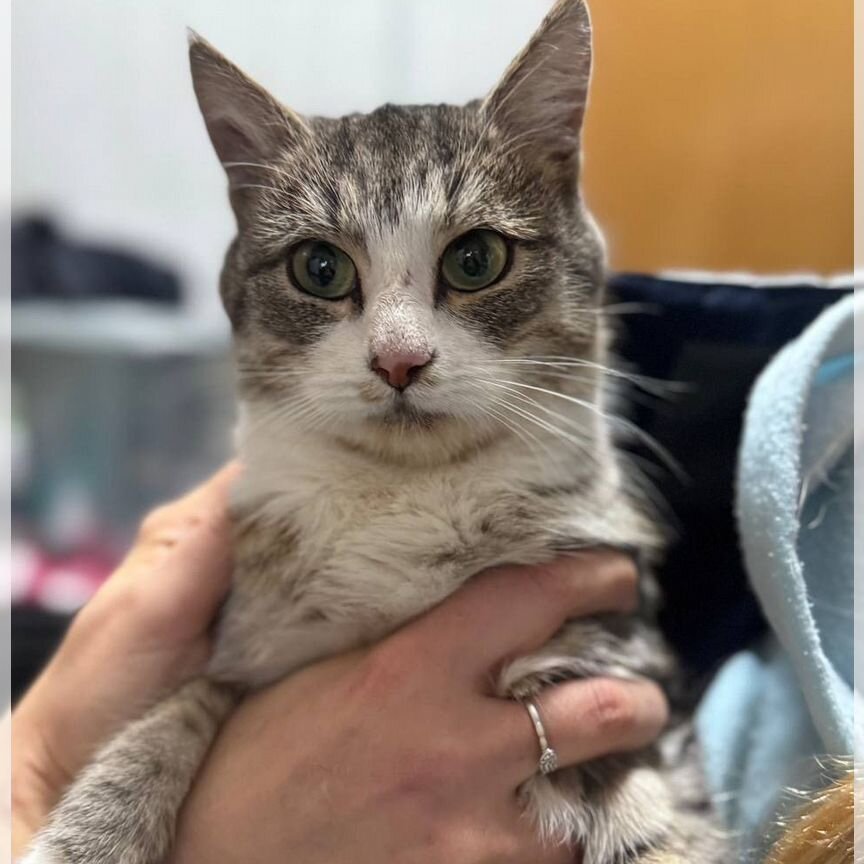 Взрослая кошка в добрые руки