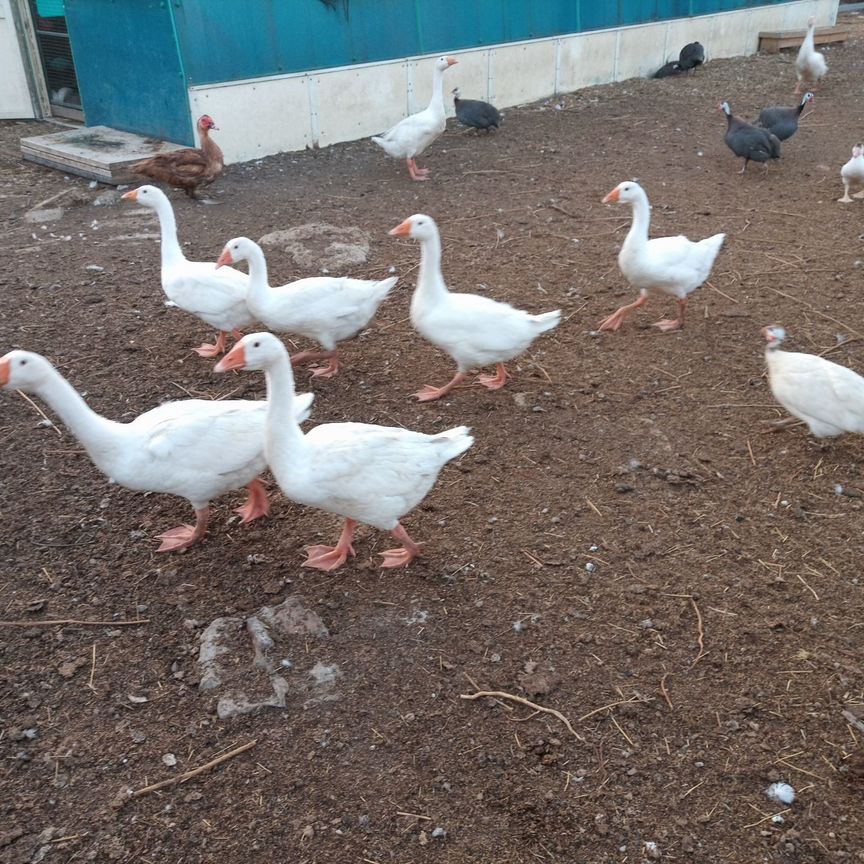 Гуси живым весом