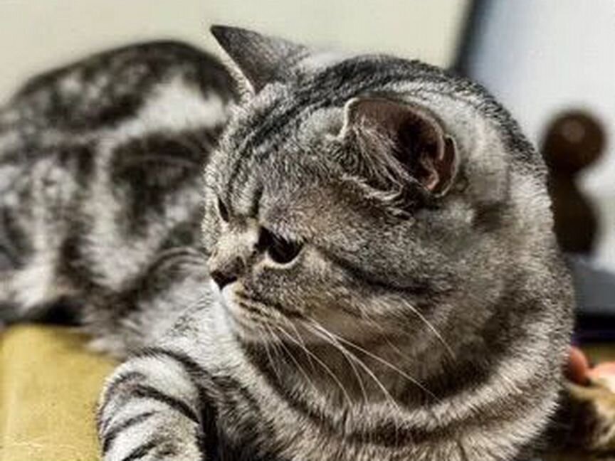 Шотландская