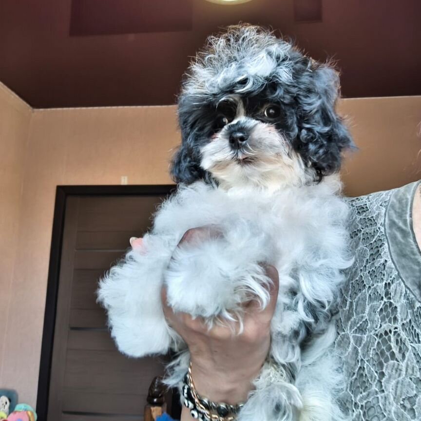 Тедди тикап