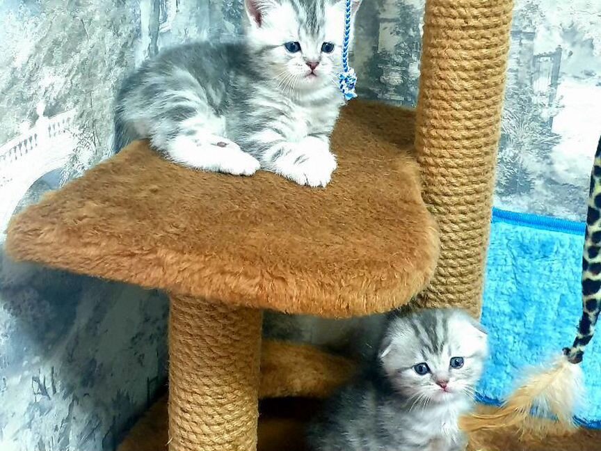 Шотландские котята