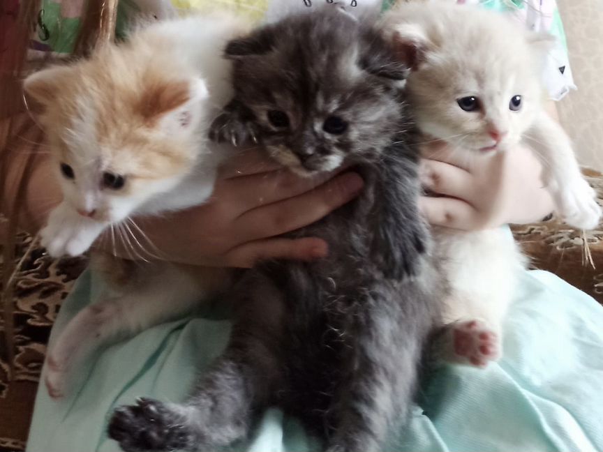 Котята в добрые руки бесплатно, 1 месяц