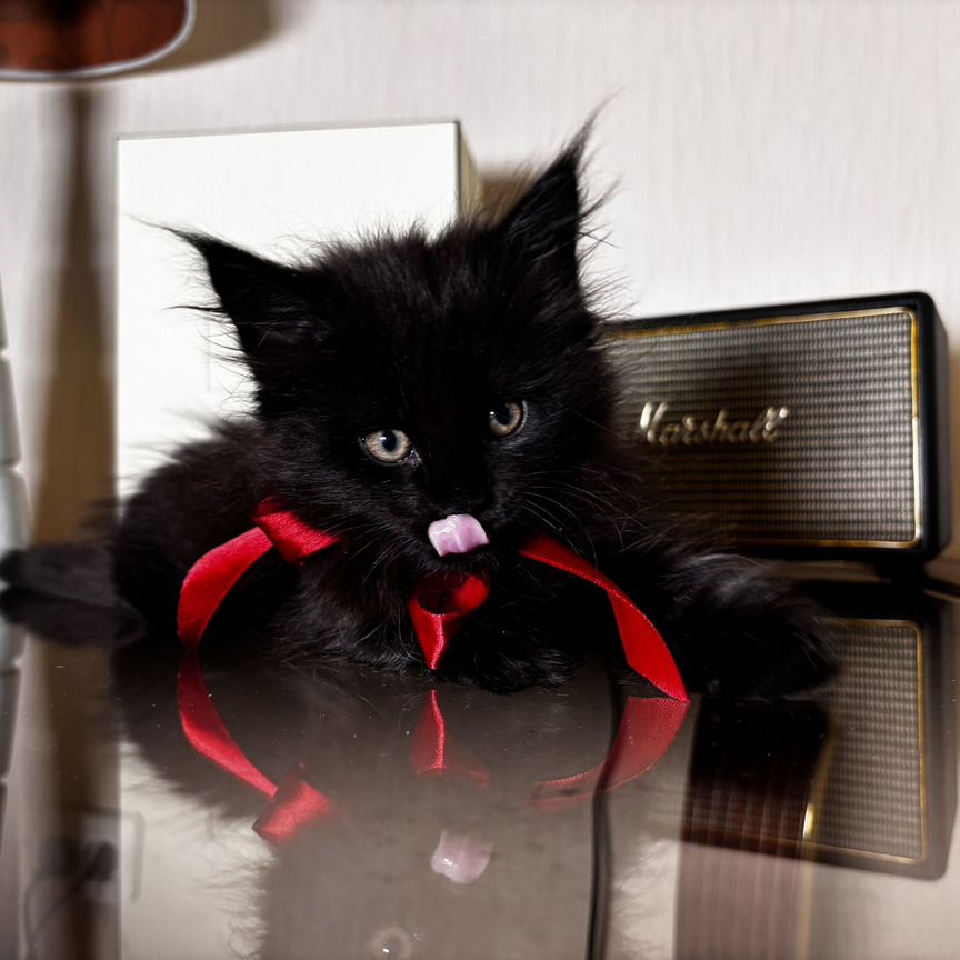 Котенок мейнкун черный
