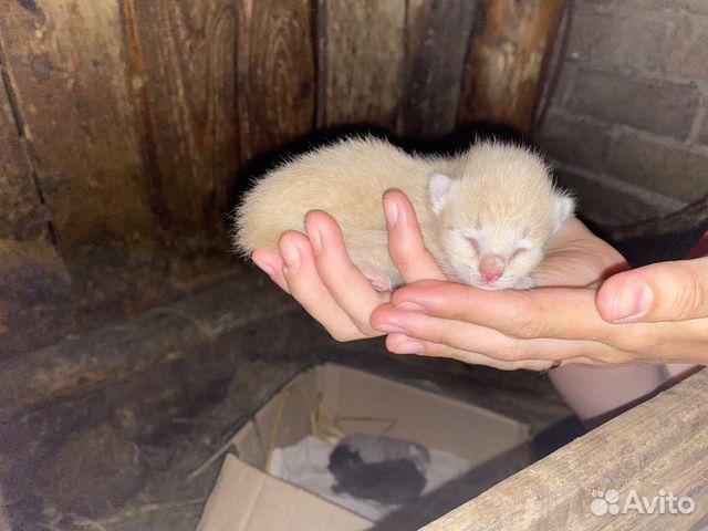 Шотландские вислоухие котята