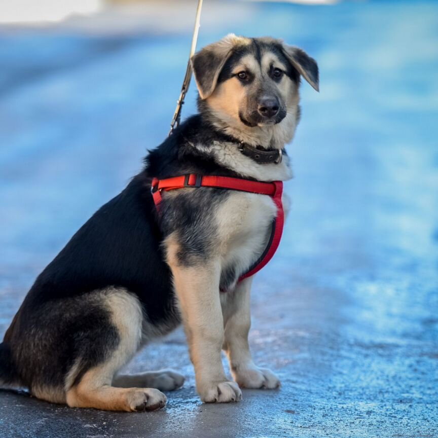 Щенок в добрые руки