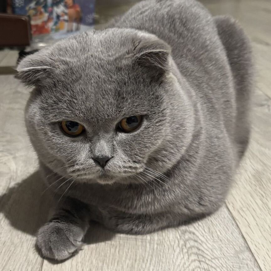 Шотландский вислоухий короткошёрстный, взрослый кот