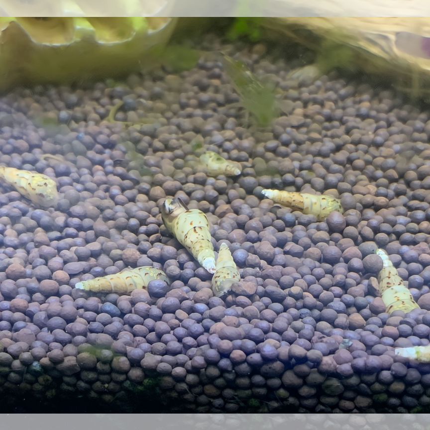 Улитки Тиломелании