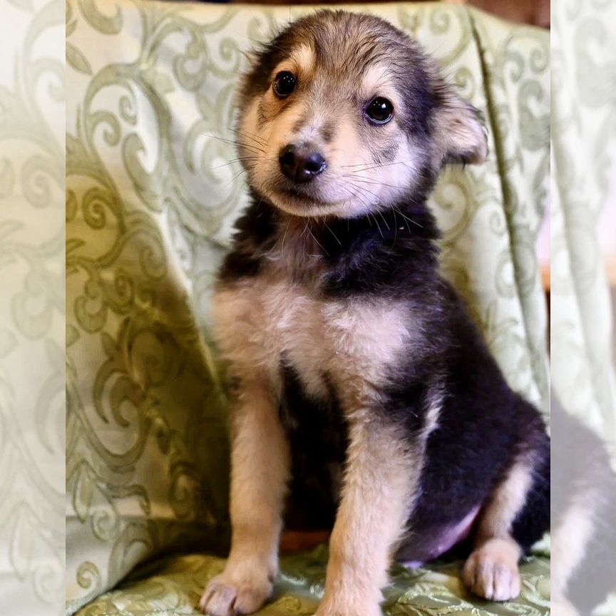 Щенок в добрые руки