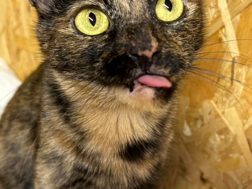 Кошка Луиза