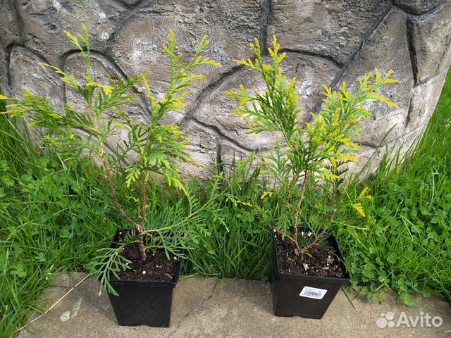 Туя золотистая шаровидная. Самшит купить в Санкт-Петербурге | Товары ...