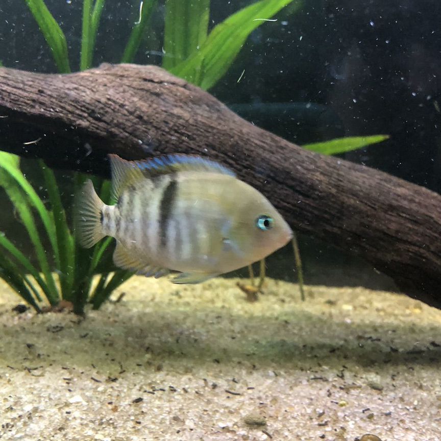 Цихлазома сэджика самец