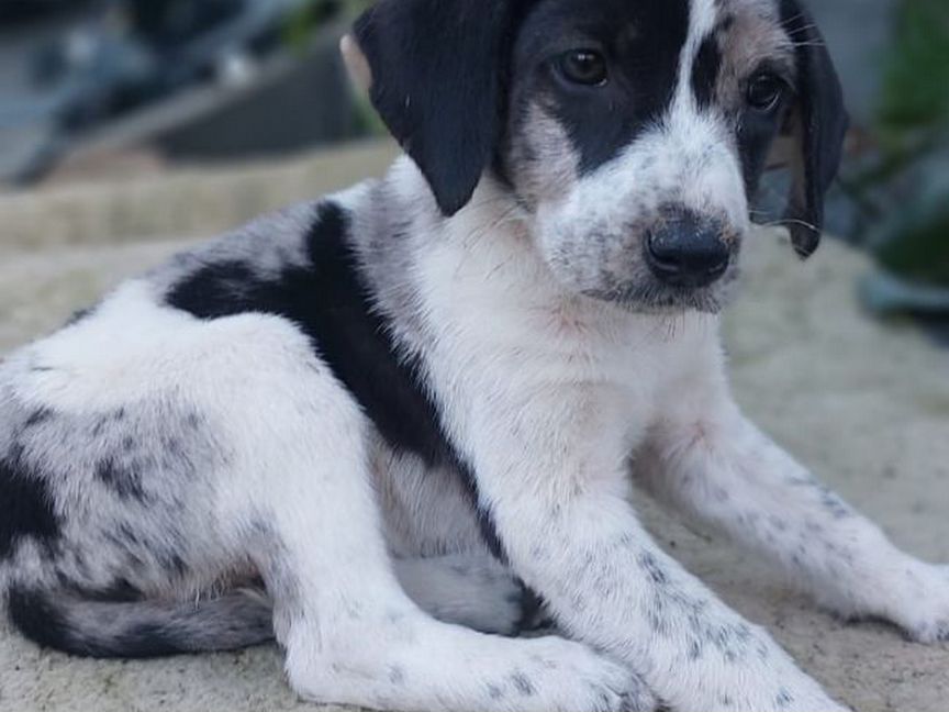 Собака в добрые руки щенок