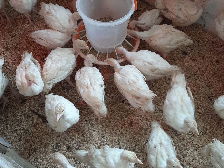 Индюшата т.к, бройлера, перепела, утка и др