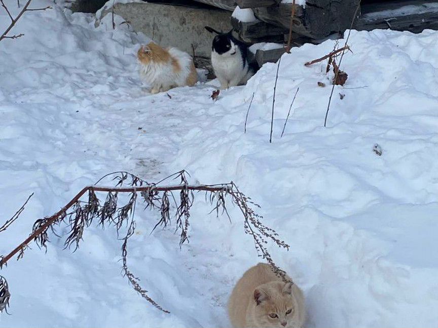Котики и кошки ищут дом