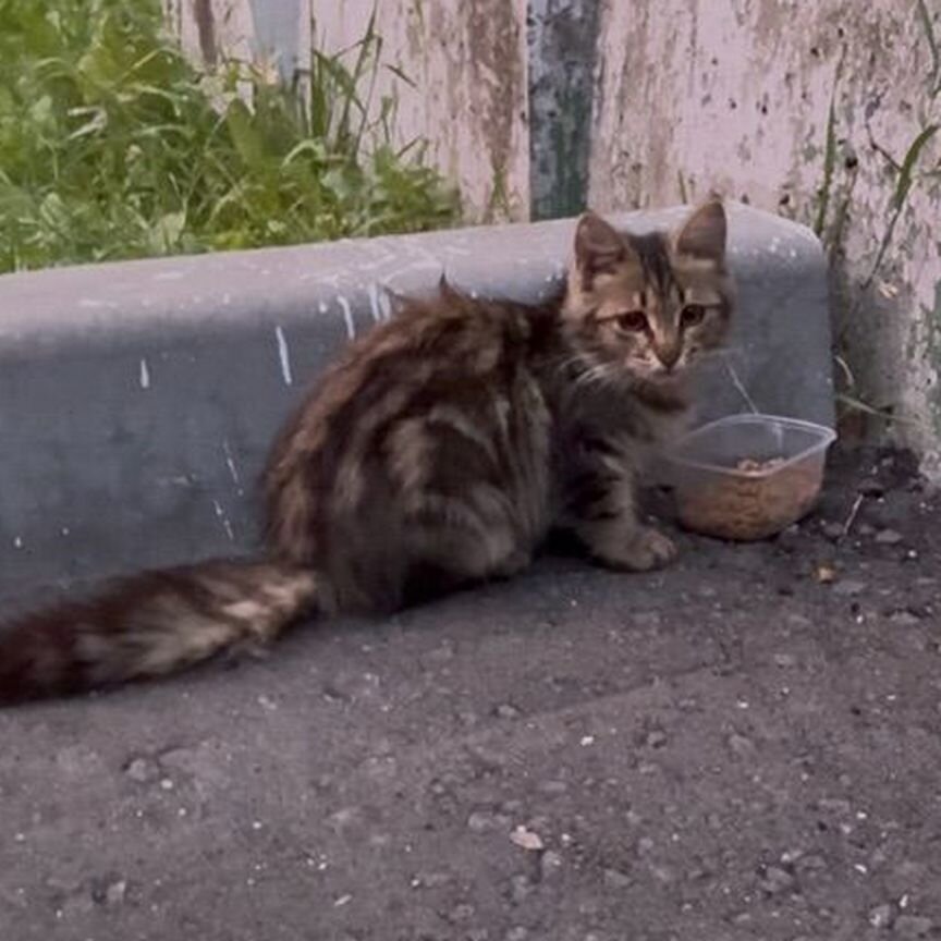 Котик в добрые руки