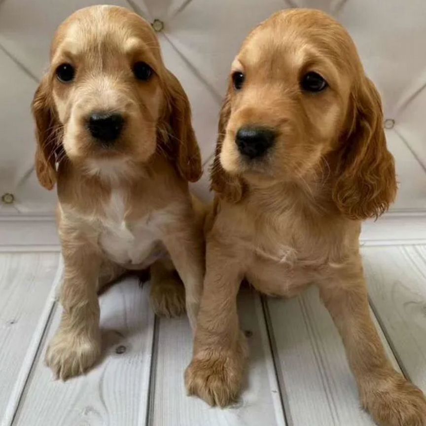 Кокер спаниель, щенок