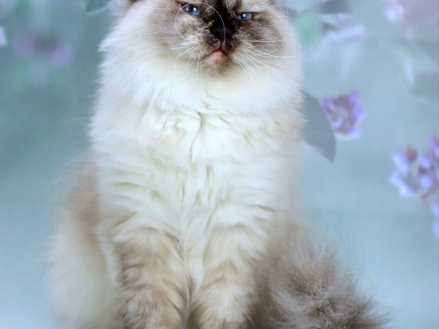 Милая киса в лучшую семью