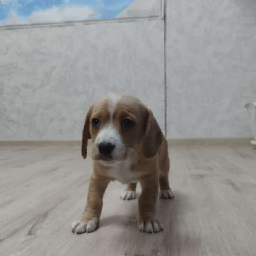 Отдам в добрые руки