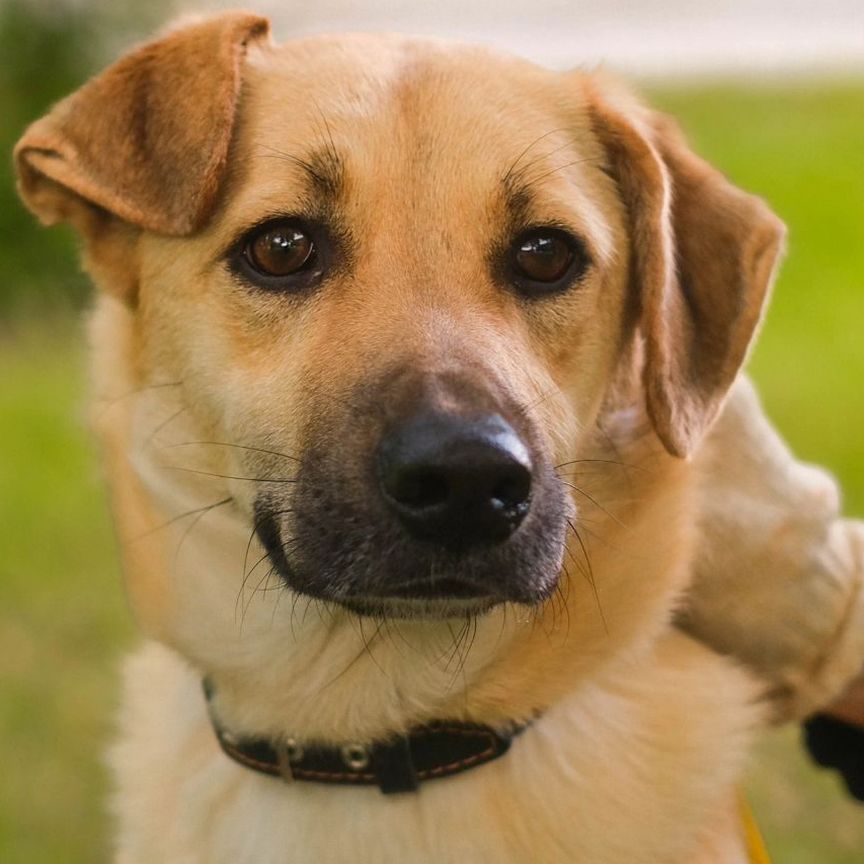 Собаки из приюта: умница Ирма