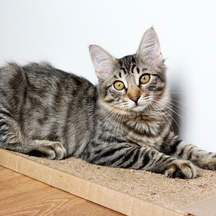 Ручной игривый котенок мальчик ищет дом