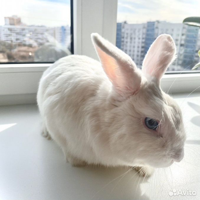 Декоративный карликовый кролик на вязку