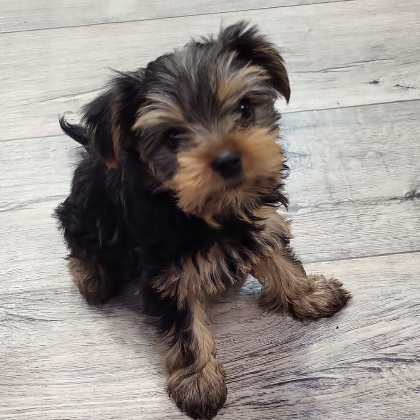 Йоркширский терьер щенки