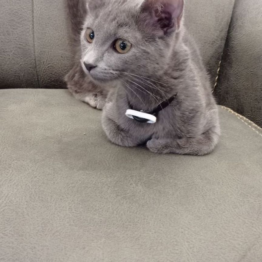 Котята в добрые руки бесплатно девочка