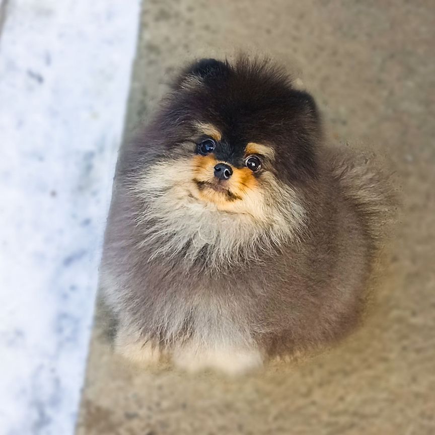 Щенки померанского шпица медвежьего типа